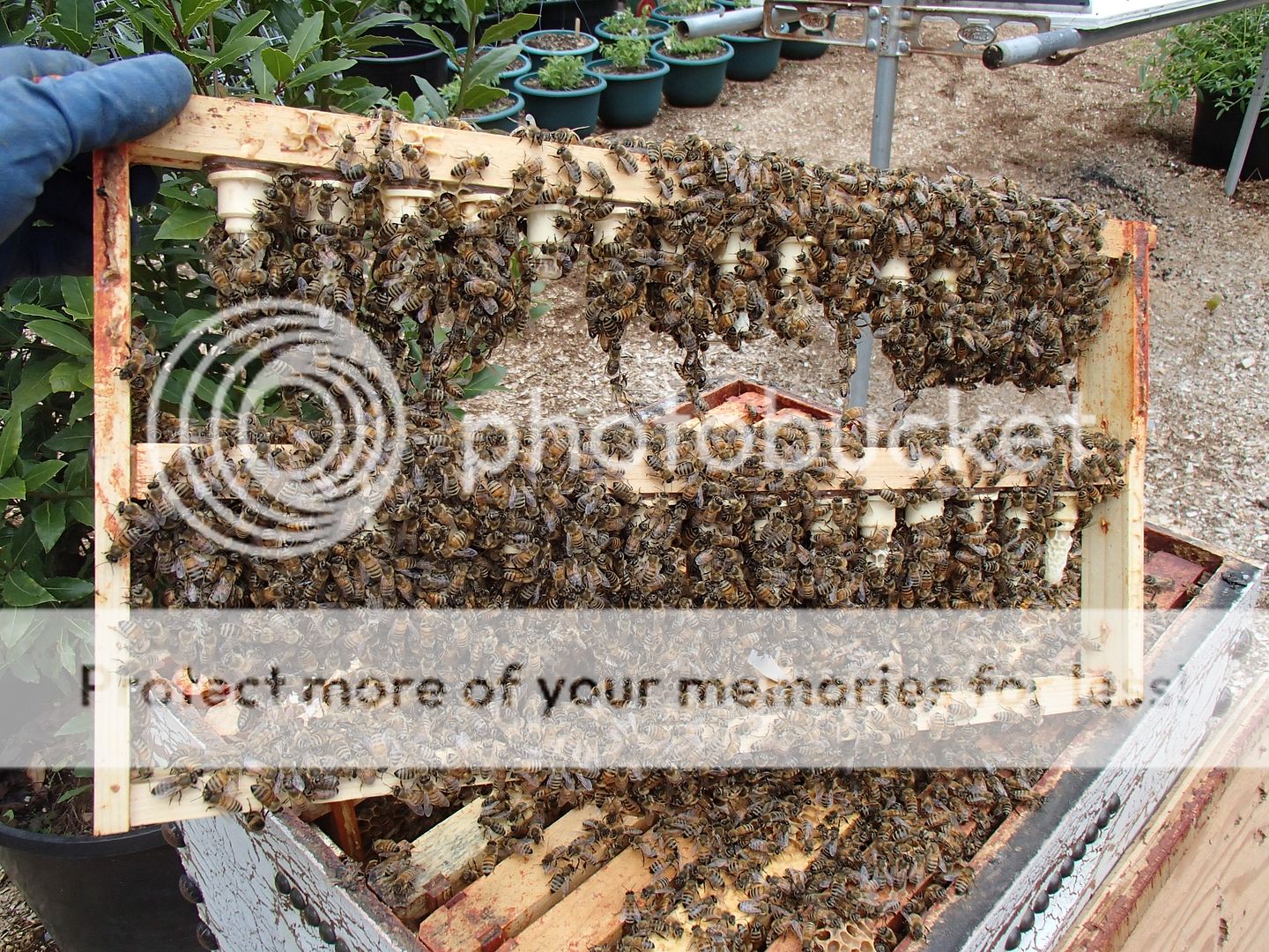 Emerging Queen Cages | Beesource Beekeeping Forums